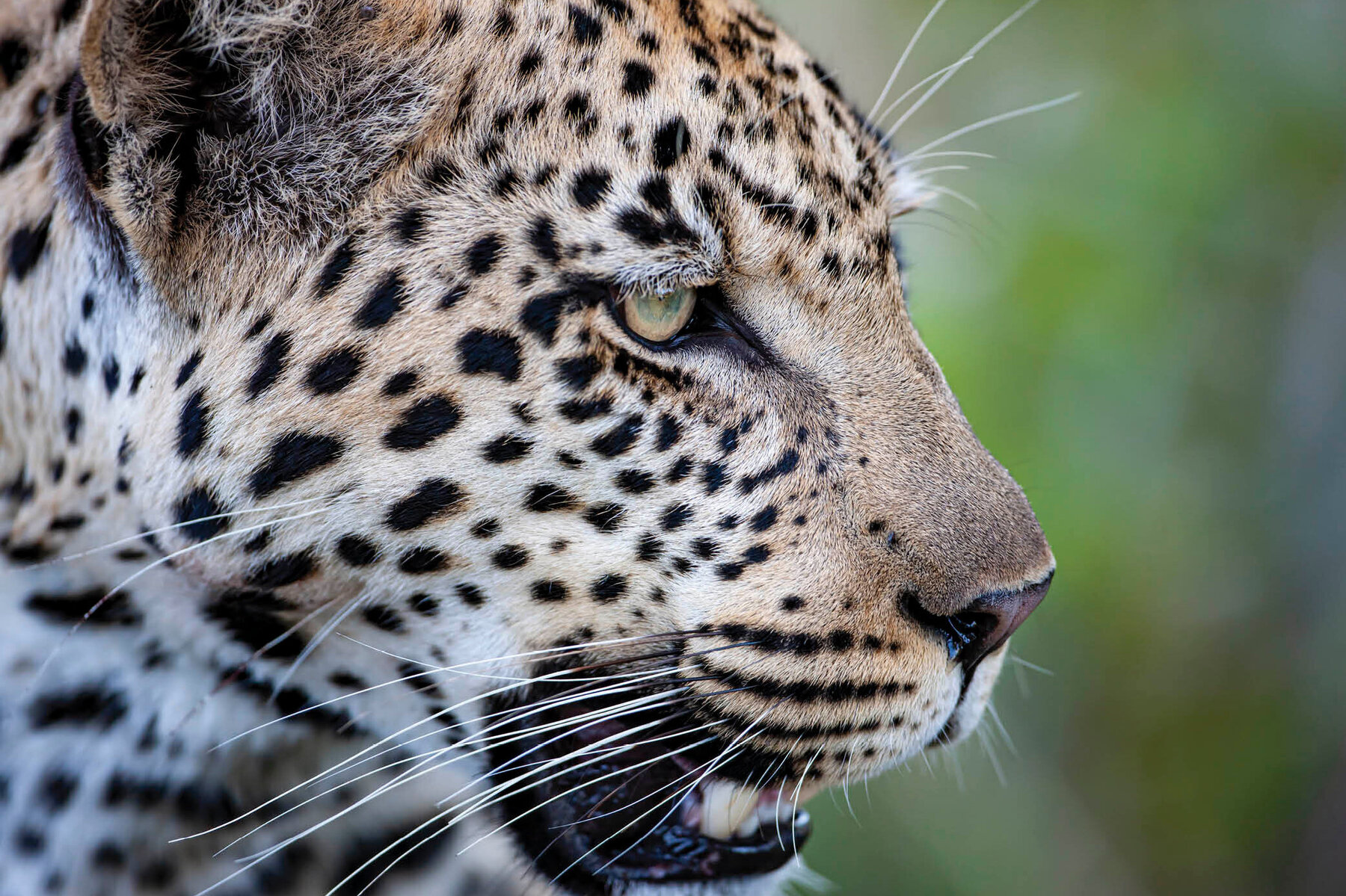 Interview spécial safari Afrique | Devoyager